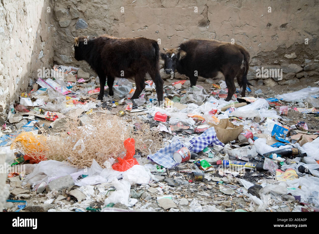 Civilisation reaches Tibet- cows eating garbage in abandoned house off ...