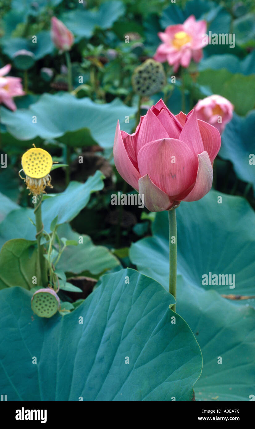 Holy flower Lotus flower Stock Photo - Alamy