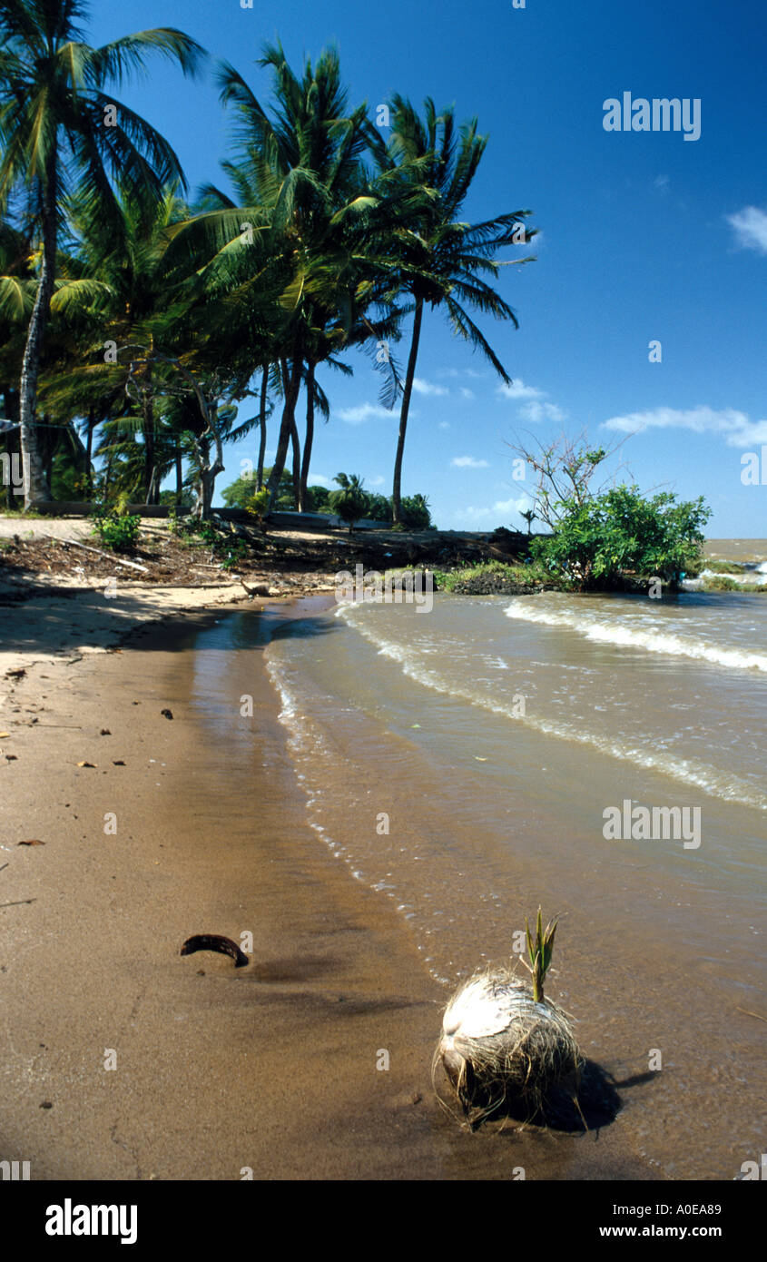 Beach galibi suriname hi-res stock photography and images - Alamy