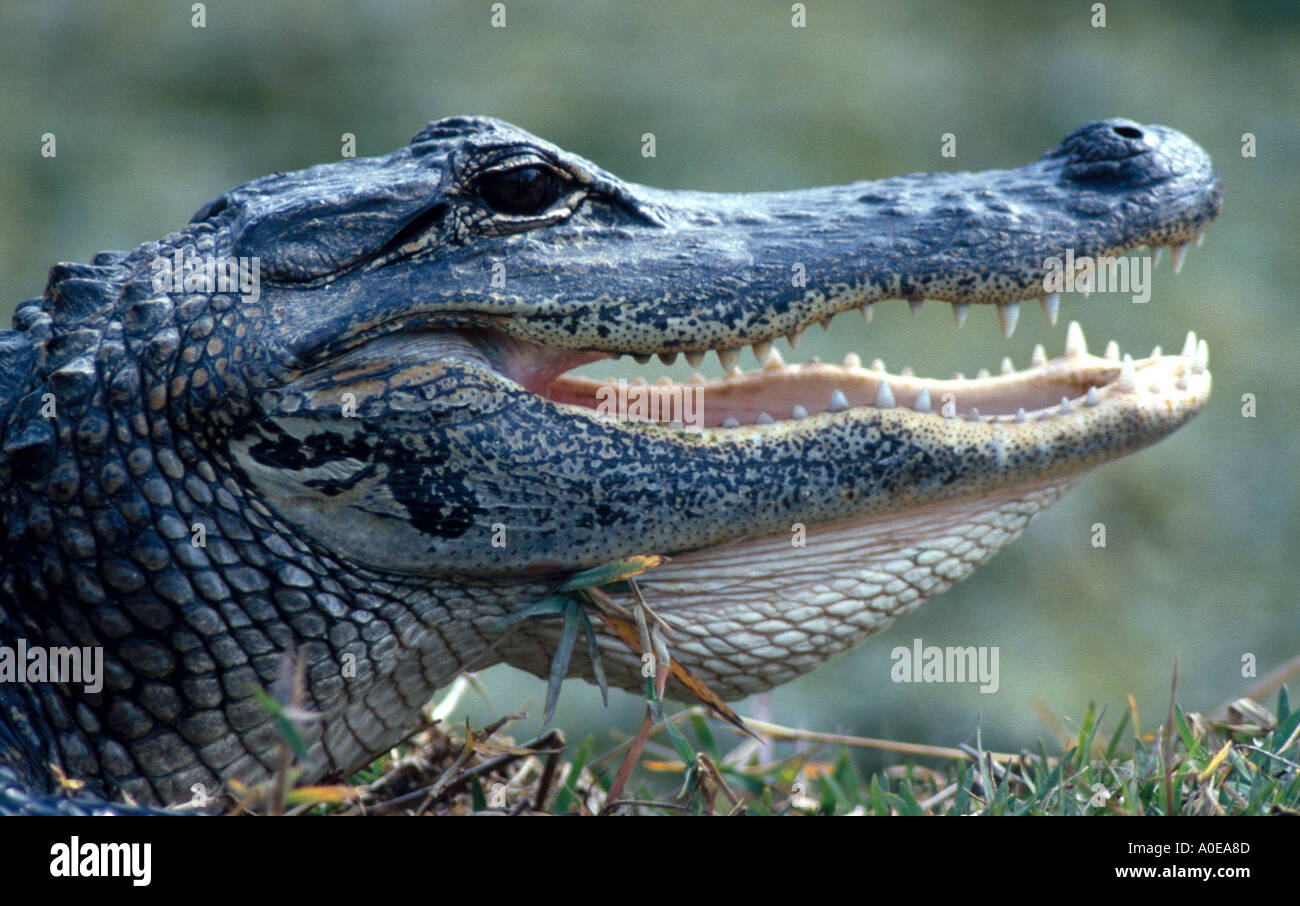 Alligator in Florida Stock Photo - Alamy