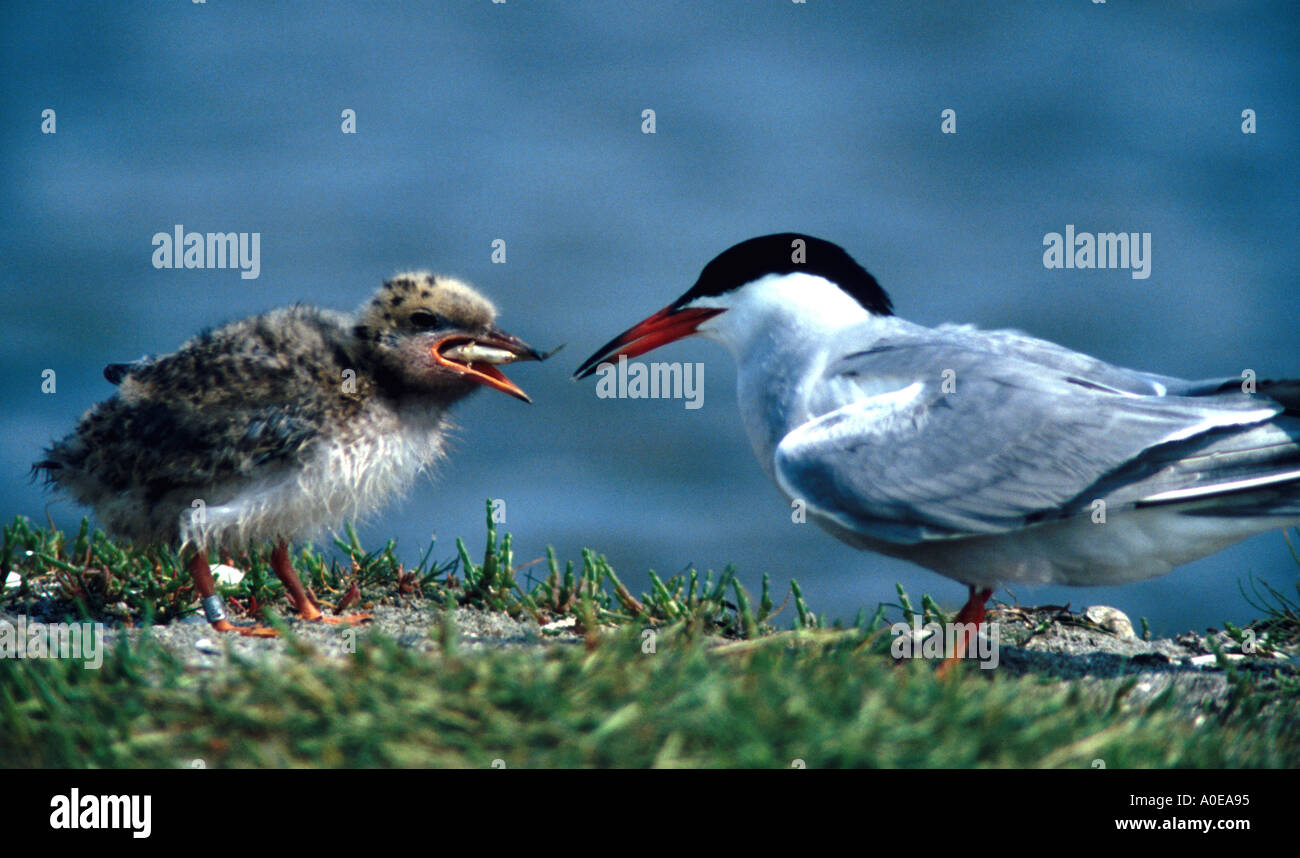 Common Tern giving a fish to his young in spring in Holland Stock Photo ...