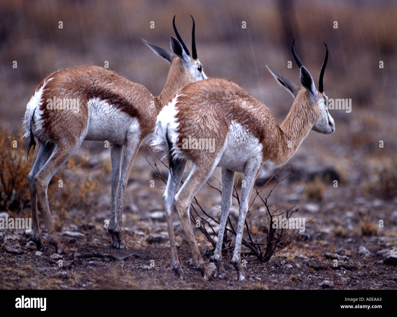 Springbok in the rain hi-res stock photography and images - Alamy