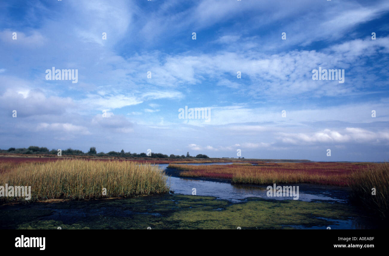 Land outside the dikes in Holland in autumn Stock Photo - Alamy