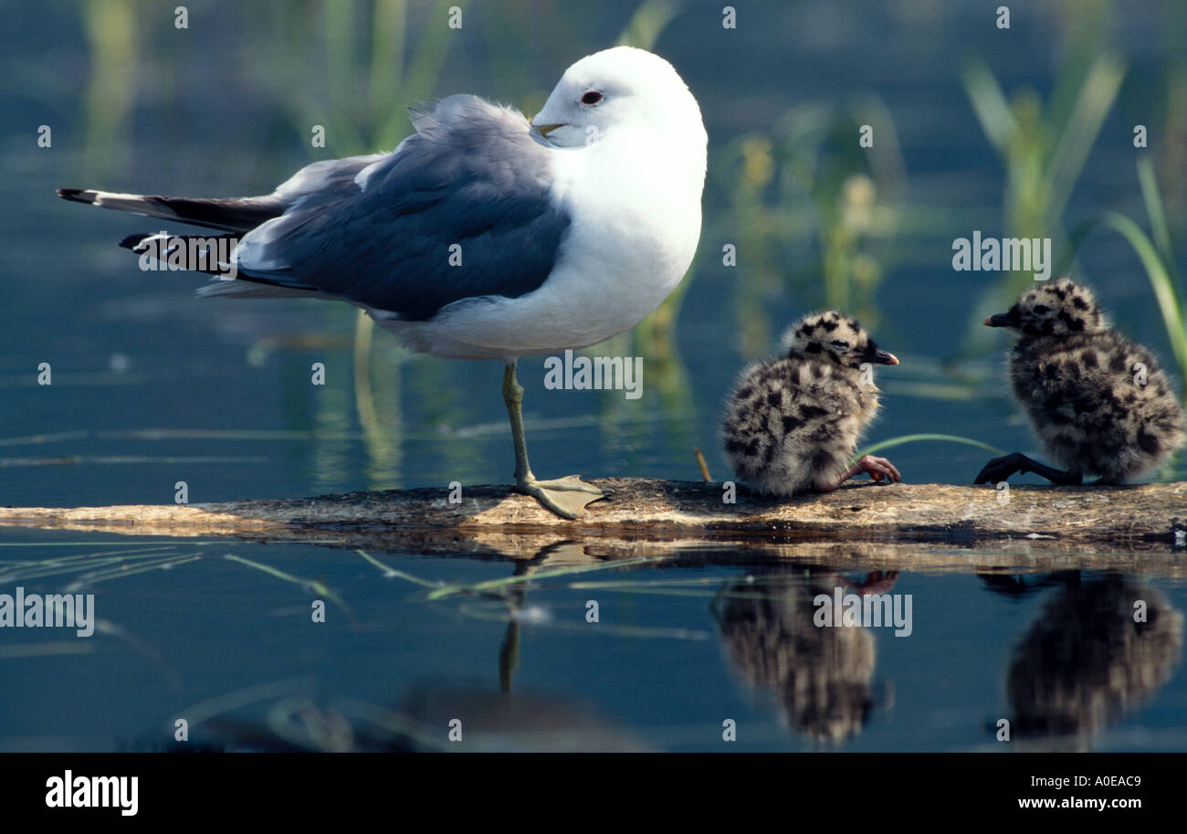 Common Gull with two young Stock Photo - Alamy