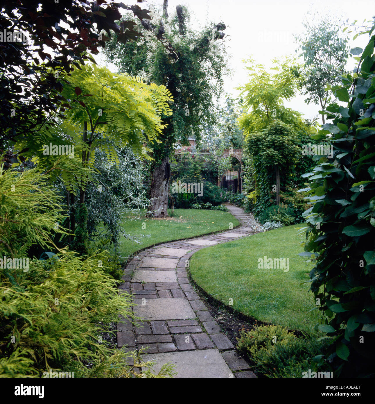 Paved path across lawn between Robinia trees Stock Photo - Alamy