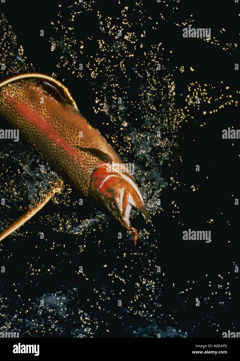 Rainbow Trout in net Stock Photo - Alamy