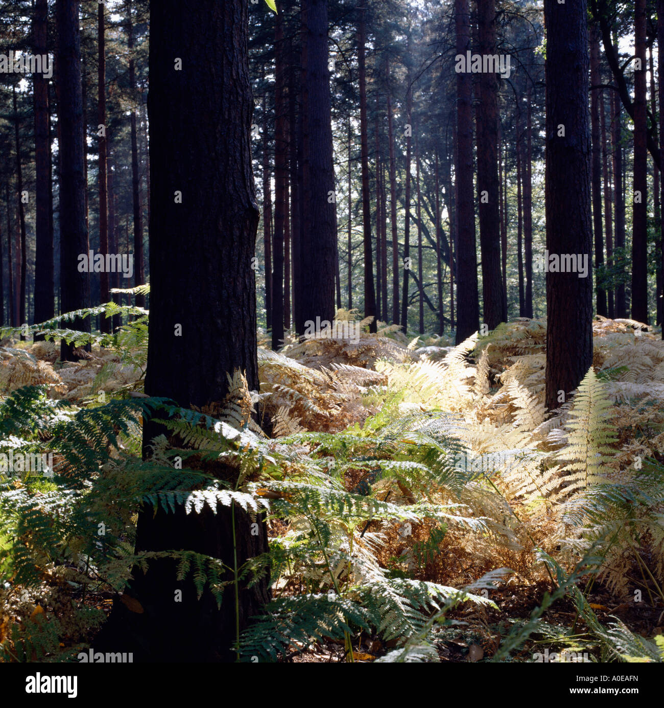 English ferns hi-res stock photography and images - Alamy
