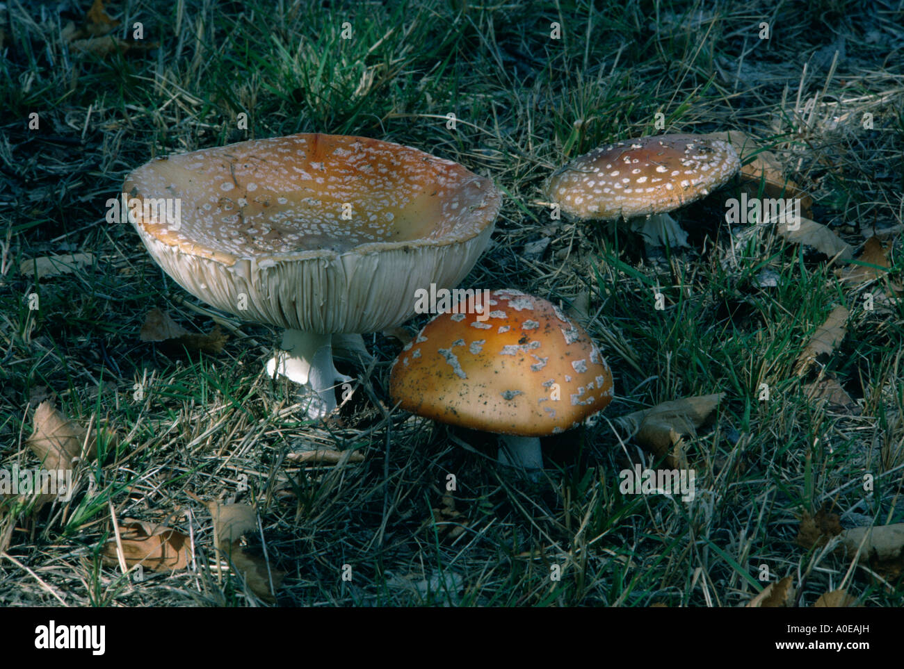 Plants close hi-res stock photography and images - Alamy