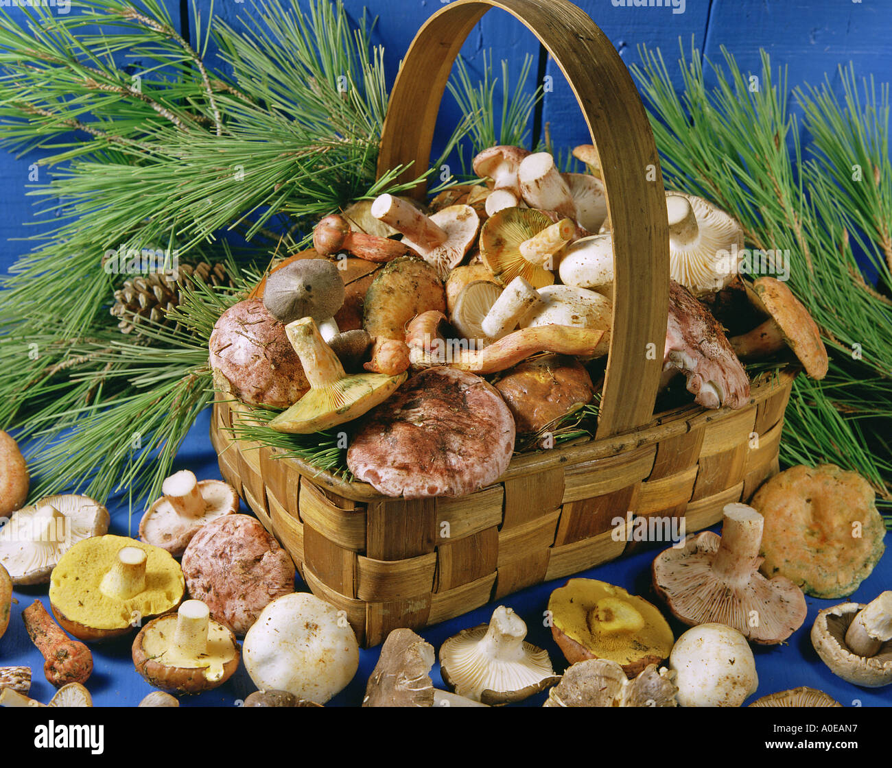 Group edible mushrooms golden hi-res stock photography and images - Alamy