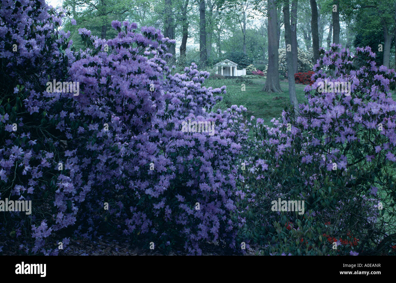 Flowering blue azalea in Spring woodland Stock Photo - Alamy