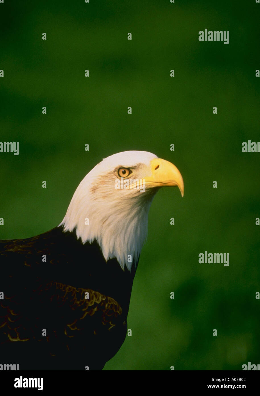 Almost extinct bird hi-res stock photography and images - Alamy