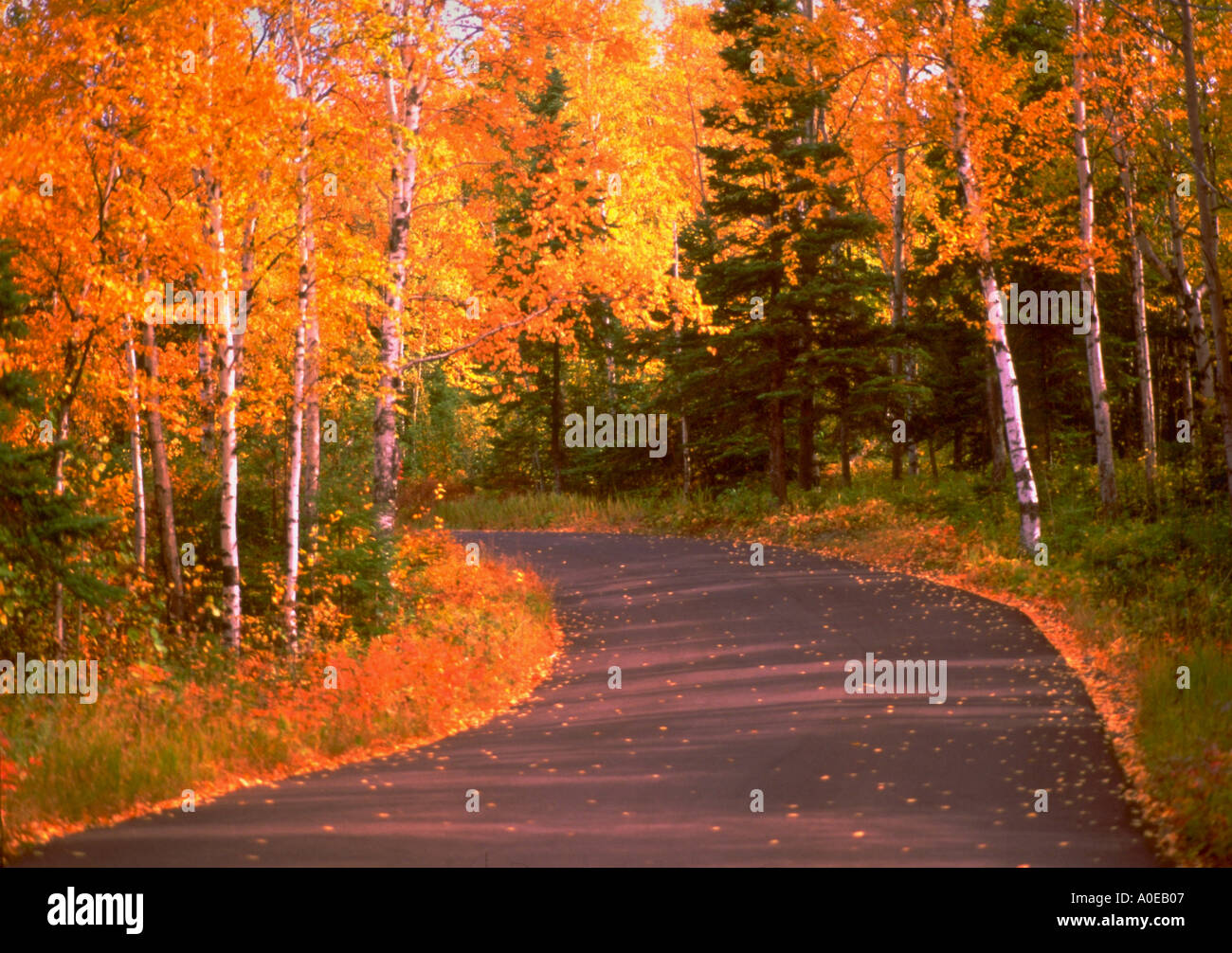Rural road with fall foliage North shore Minnesota Stock Photo - Alamy