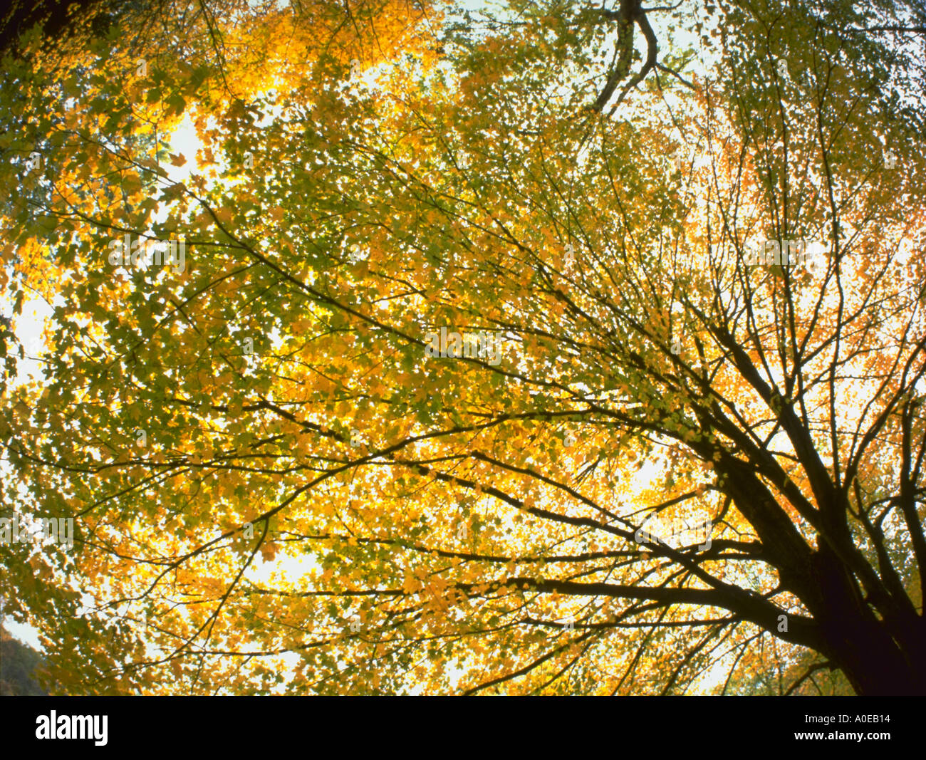 Looking up at sugar maple tree with fall foliage Cuyahoga Valley ...