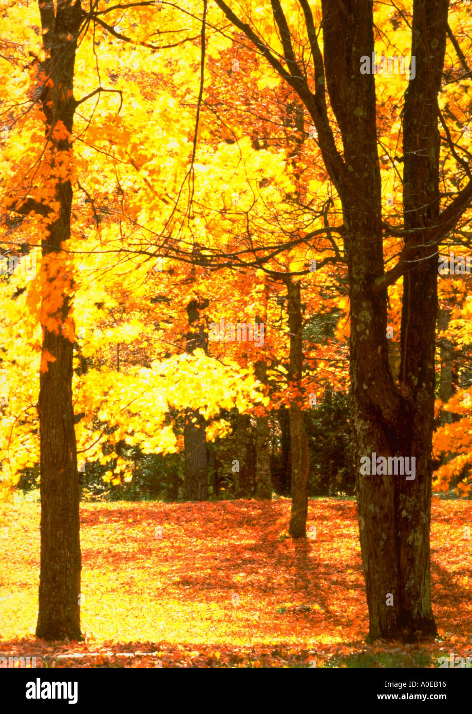 Maples trees with bright yellow and orange fall foliage Copper Falls ...
