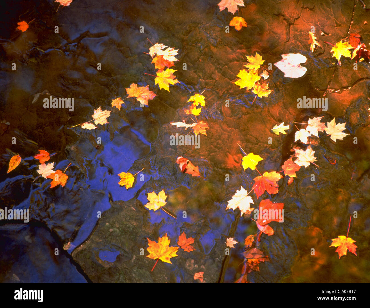 Fall leaves in stream flowing over rock ledges Bedford Resrvation part ...