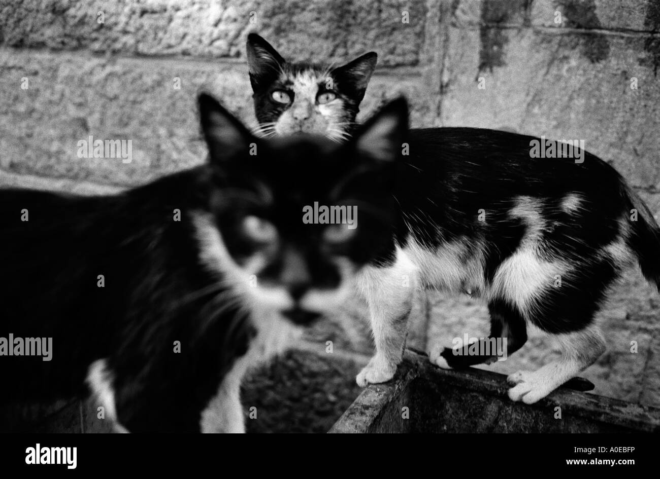 Similarity couple Black and White Stock Photos & Images - Alamy