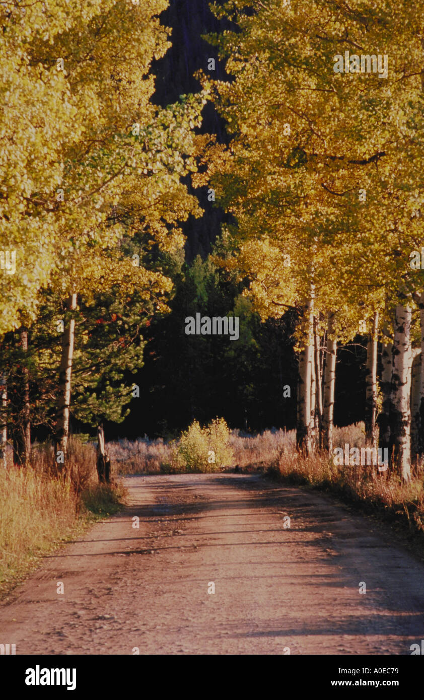 Country tree lined road Stock Photo - Alamy