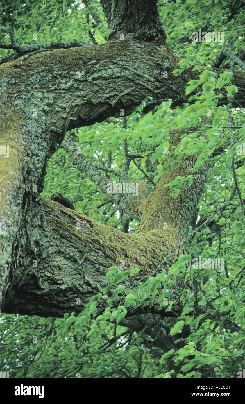 Big tree trees thick trunk hi-res stock photography and images - Alamy