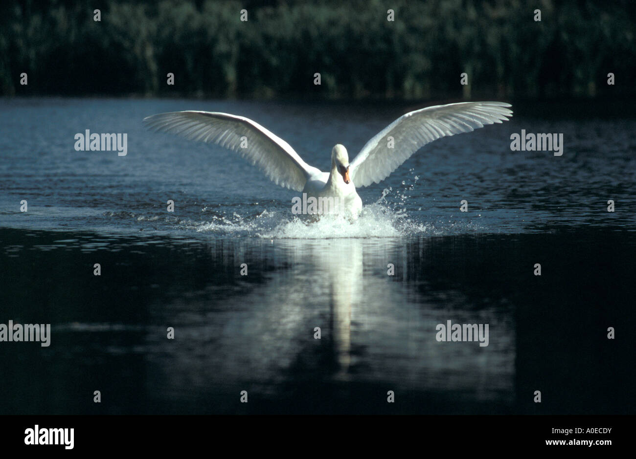 Open world action hi-res stock photography and images - Alamy