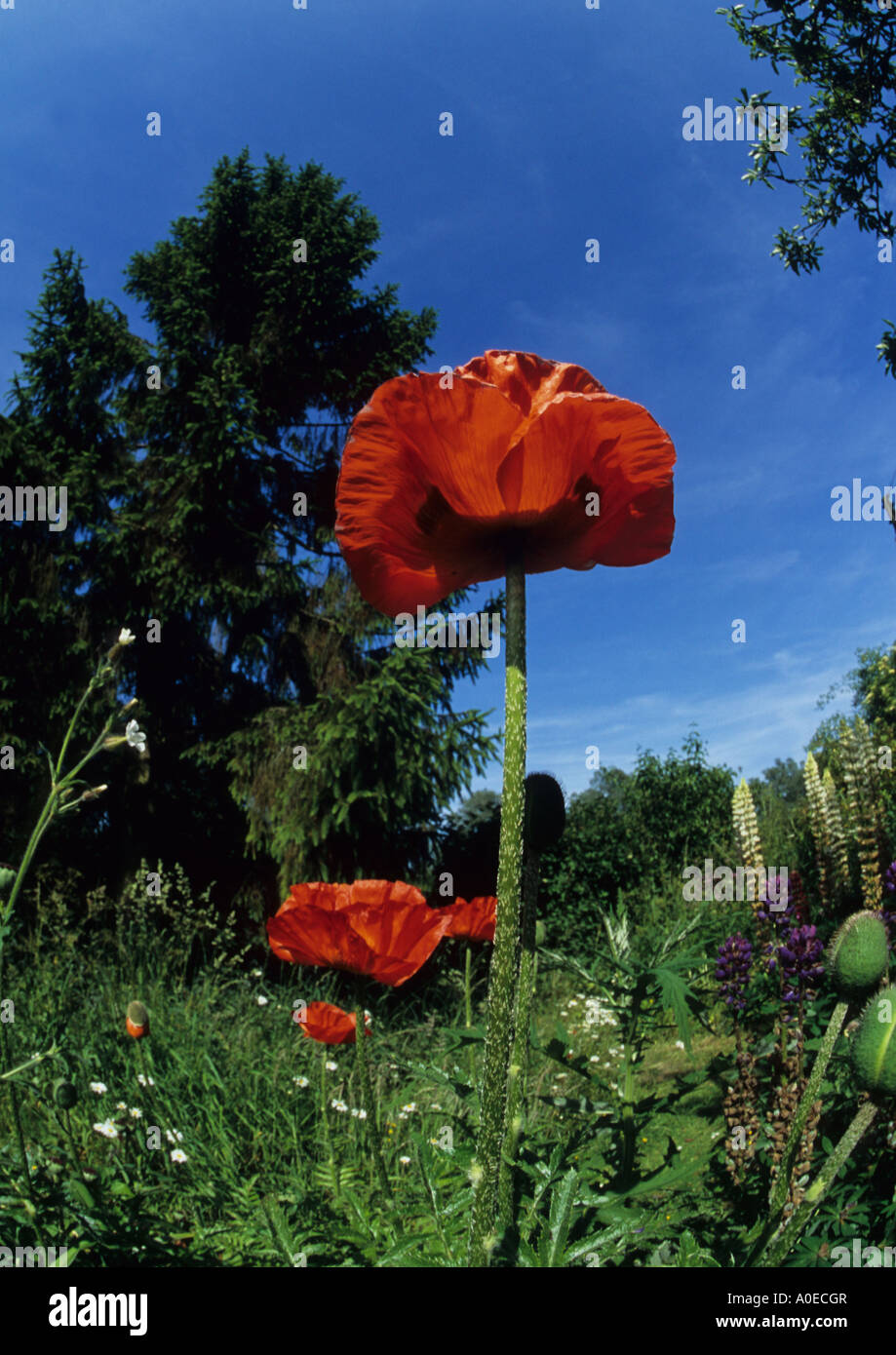 Fisheye View Of Red Poppy in the uk Stock Photo - Alamy