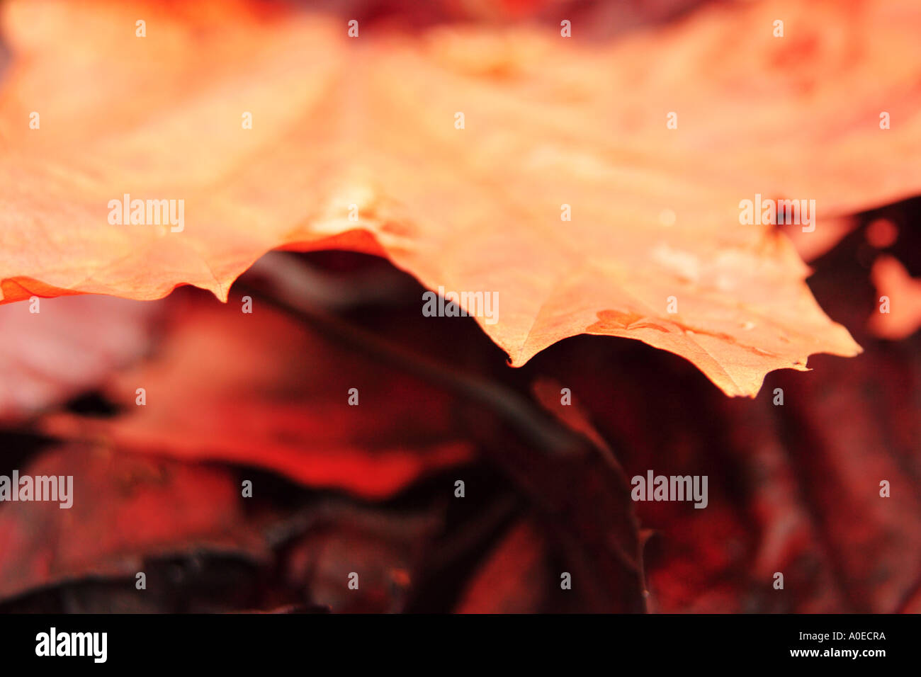 Leaf edge hi-res stock photography and images - Alamy