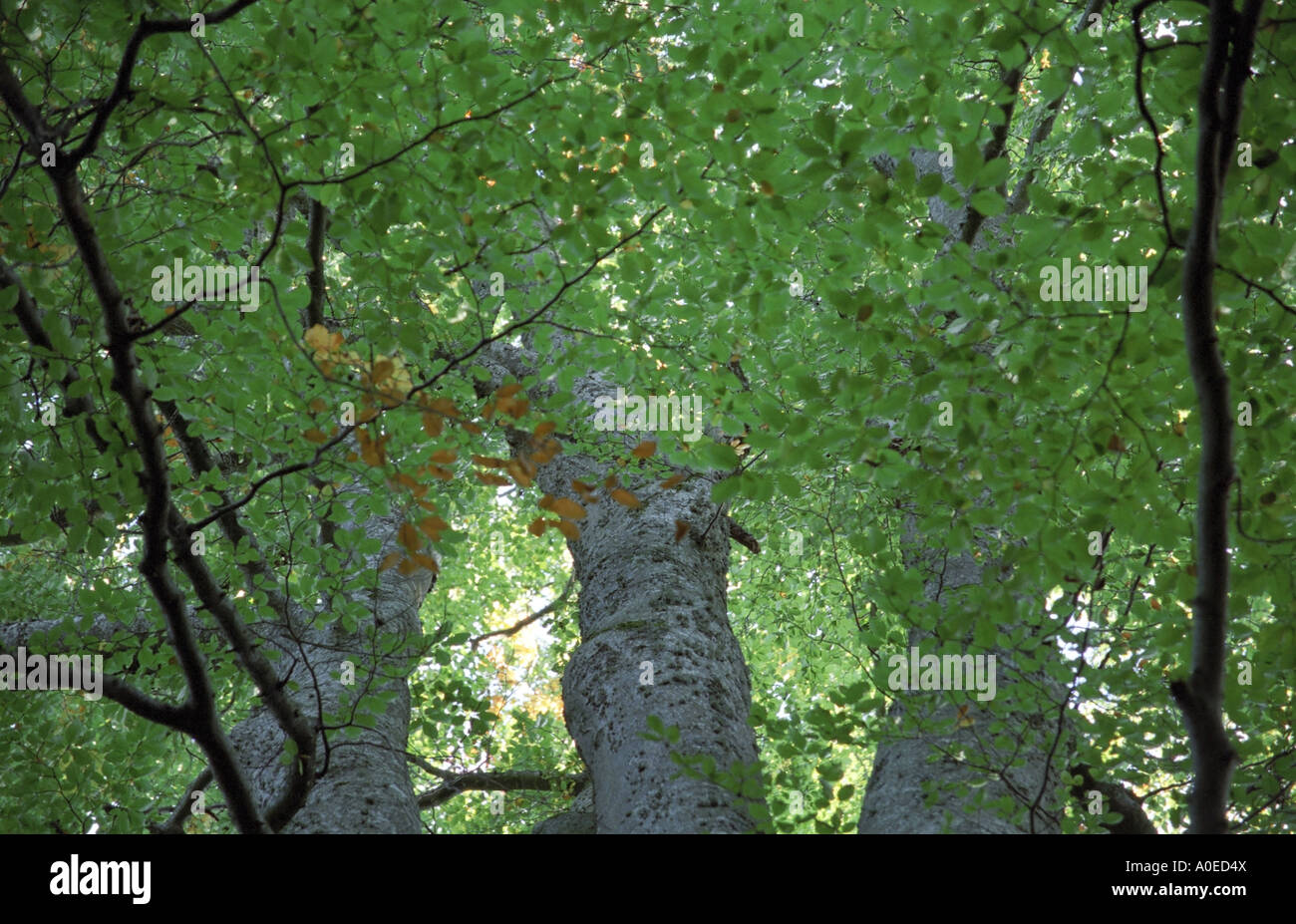 Close canopy forest hi-res stock photography and images - Alamy