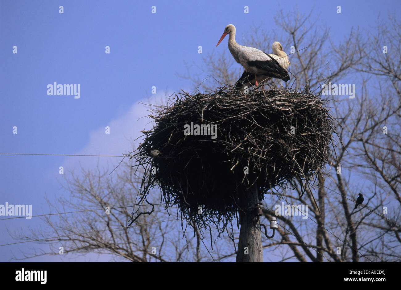 Two storks stand in nest hi-res stock photography and images - Alamy