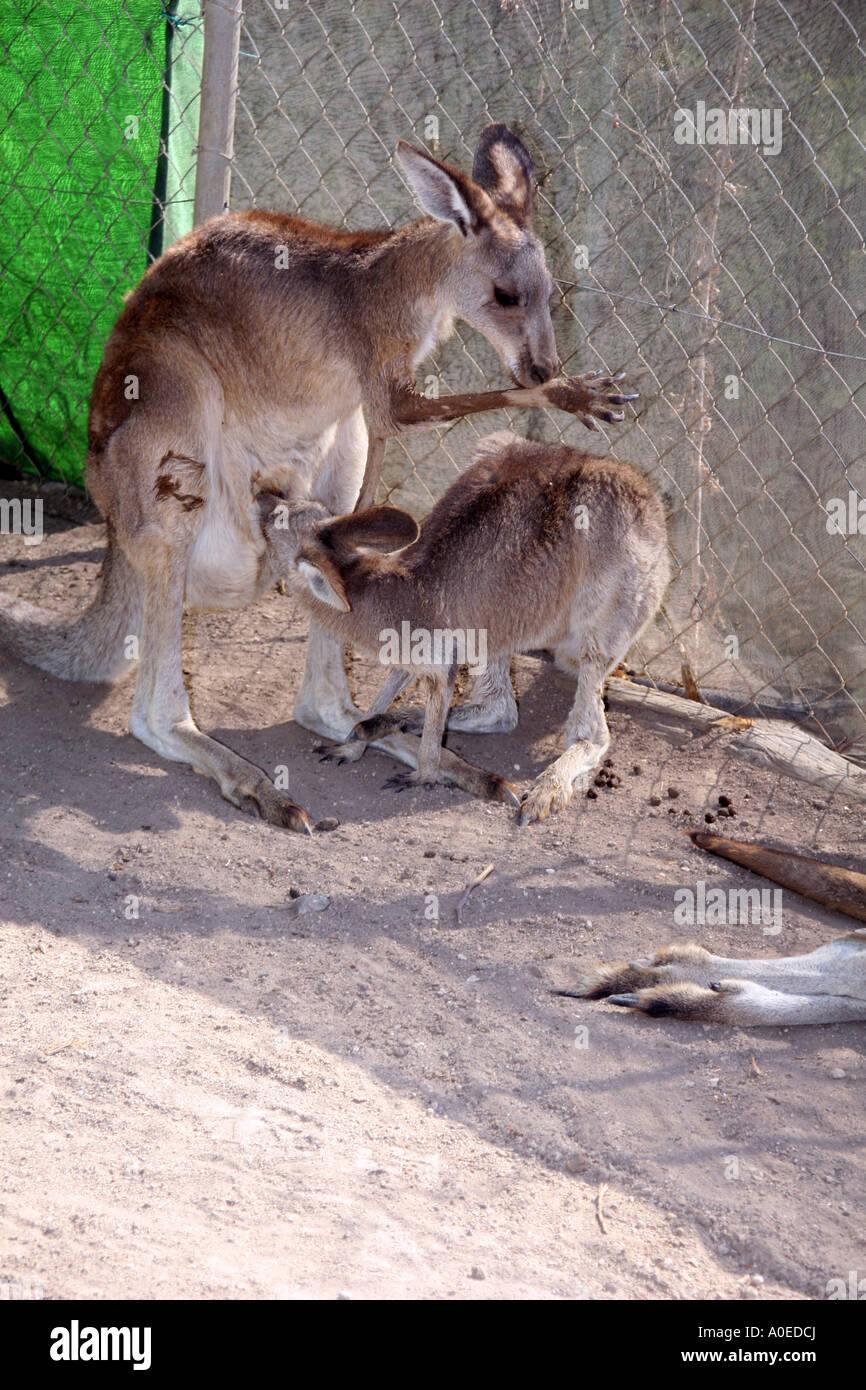 Red Kangaroo Macropus rufus in a zoo female feeding her young Stock ...