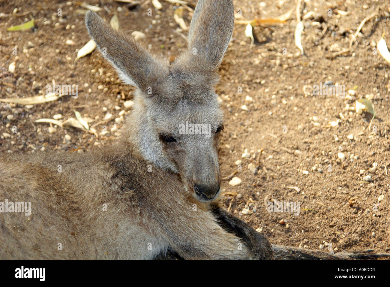 Eastern Grey Kangaroo Macropus giganteus in a zoo Stock Photo - Alamy