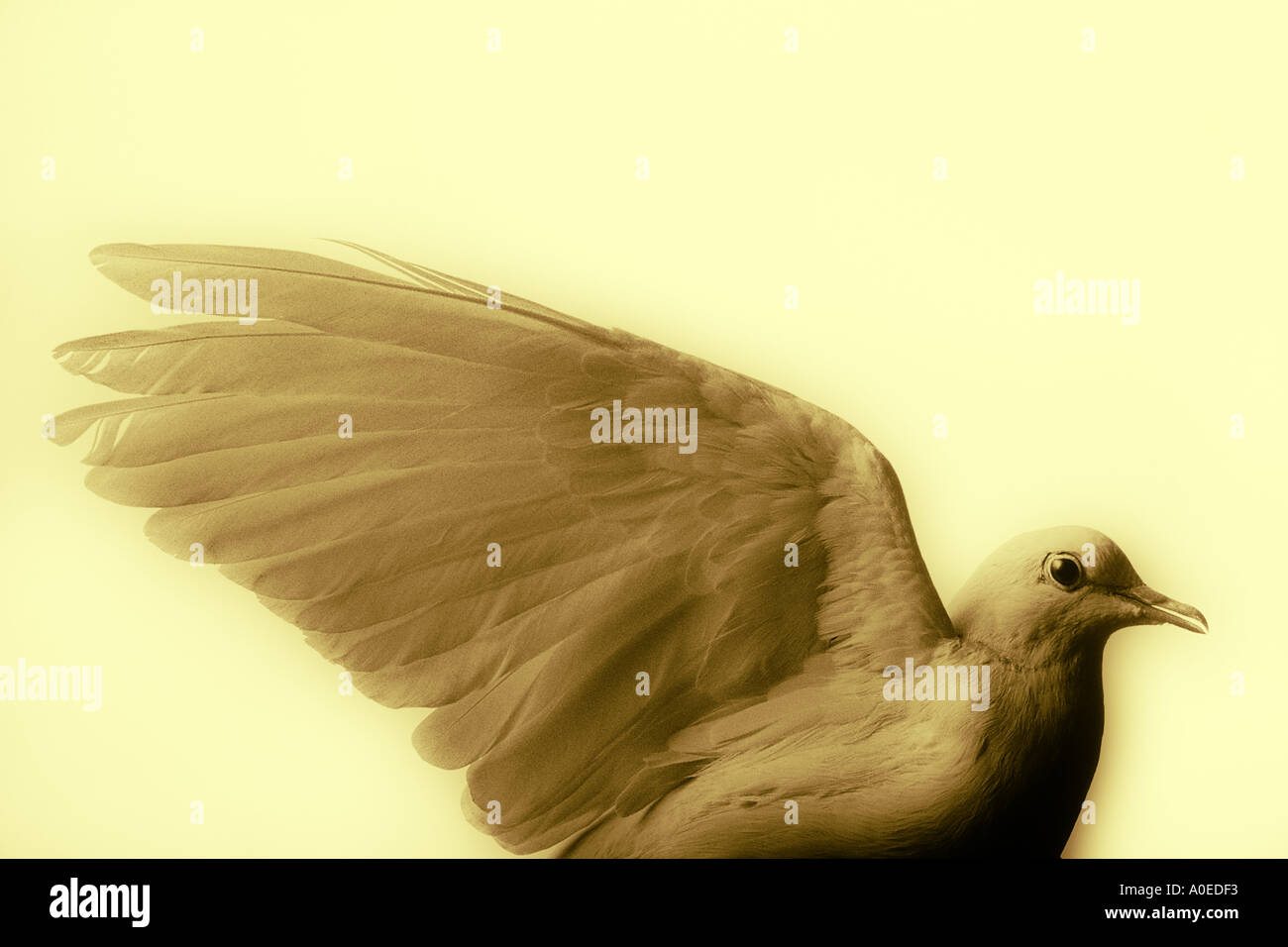 Loving doves hi-res stock photography and images - Alamy