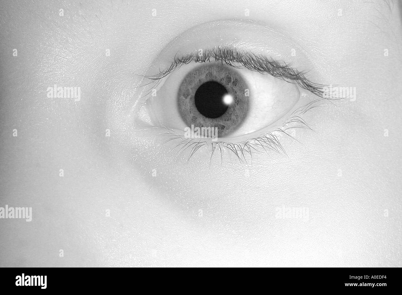 Anatomical eye Black and White Stock Photos & Images - Alamy