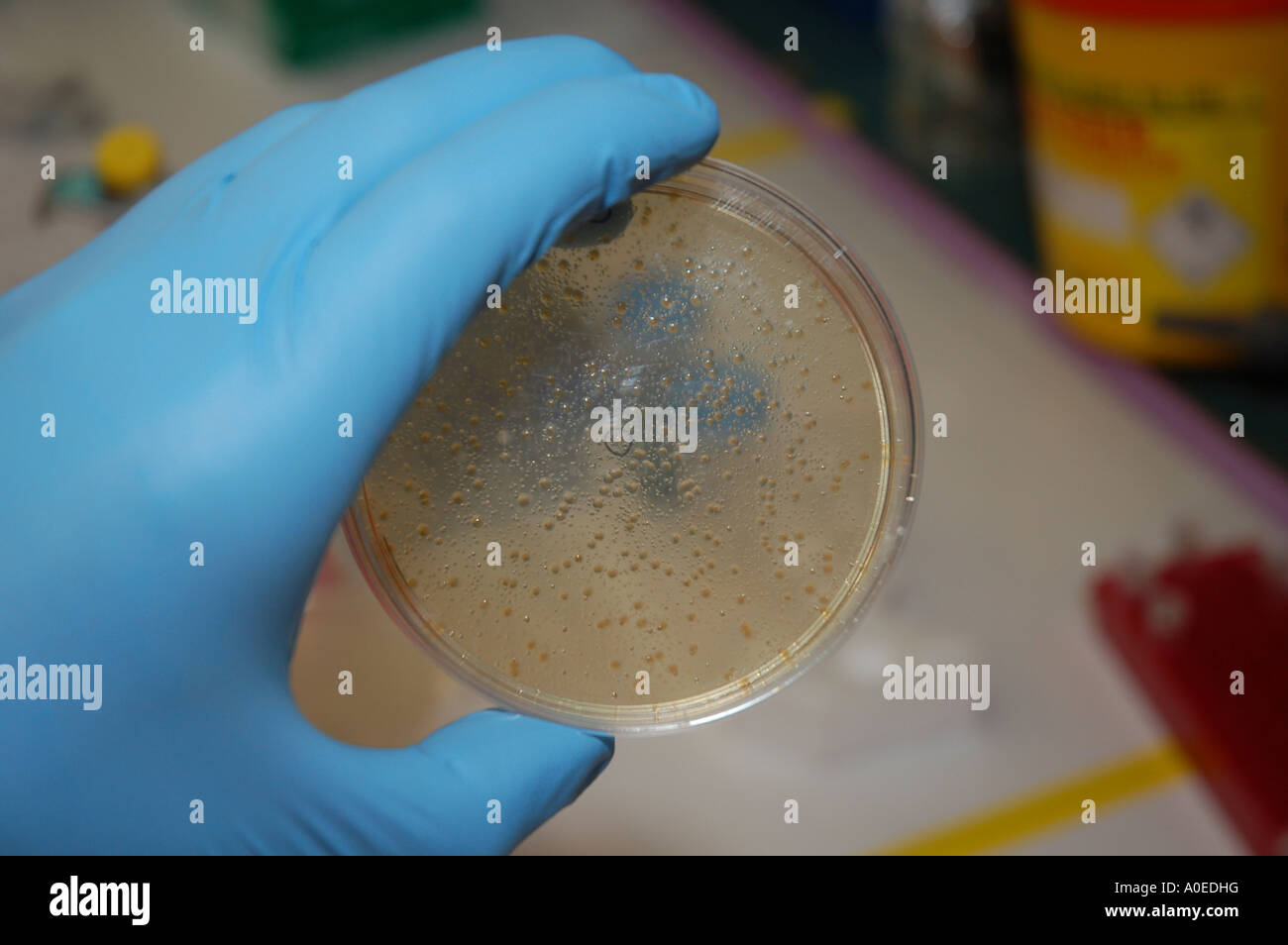 Biological lab tools and equipment close up of a gloved hand holding a ...