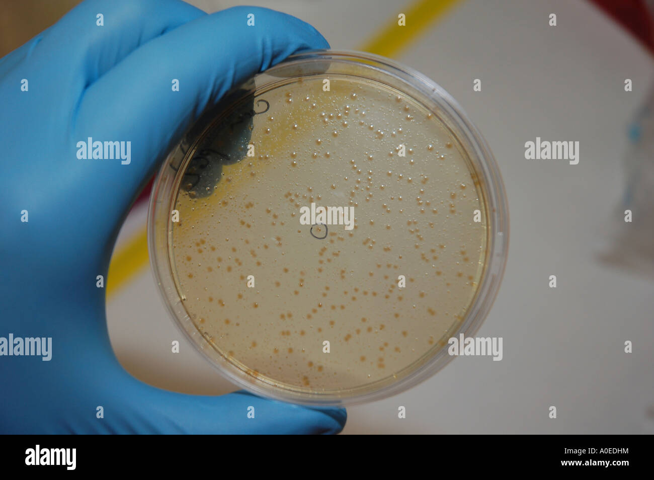Biological lab tools and equipment close up of a gloved hand holding a ...