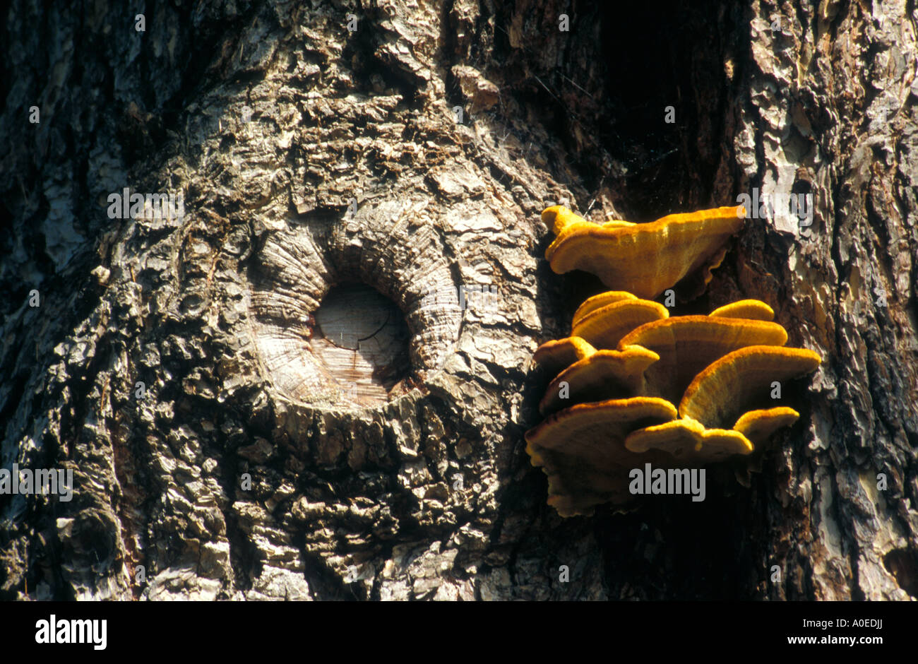 Tree bark and fungi hi-res stock photography and images - Alamy