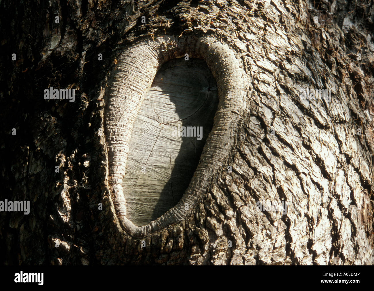 Tree knot Surrey UK Stock Photo - Alamy