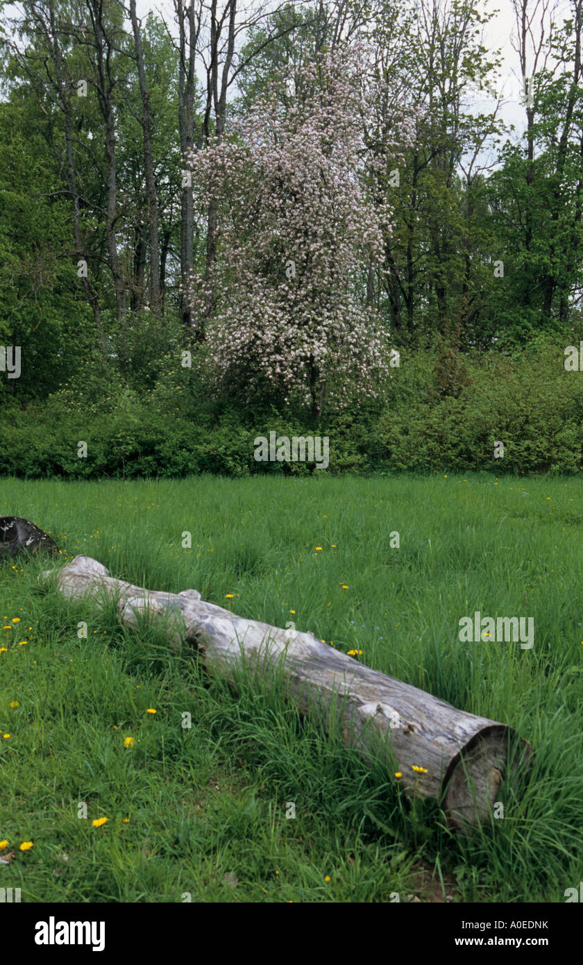 Log in grass Stock Photo - Alamy