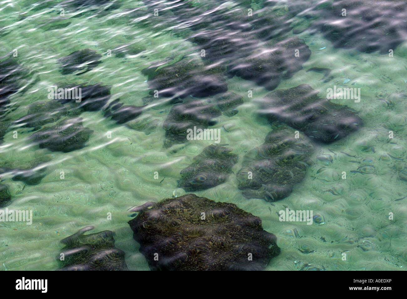 under the sea rocks and the ocean bed as seen through the water Stock ...