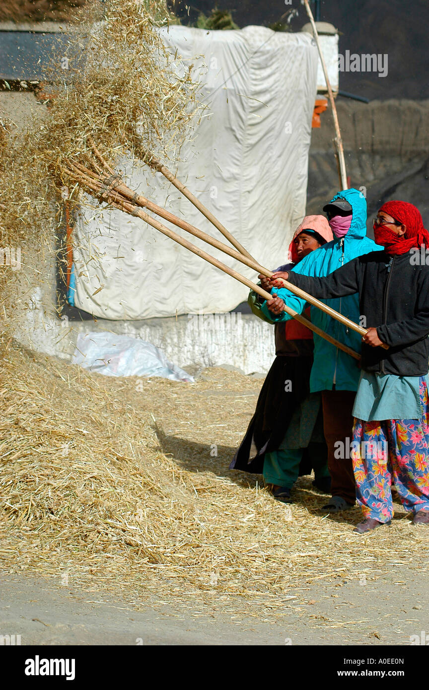 India Ladakh region state of Jammu and Kashmir Leh farmers working in ...