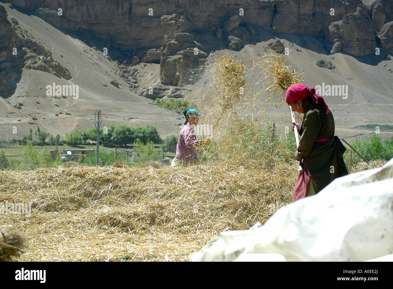 India Ladakh region state of Jammu and Kashmir Leh farmers working in ...