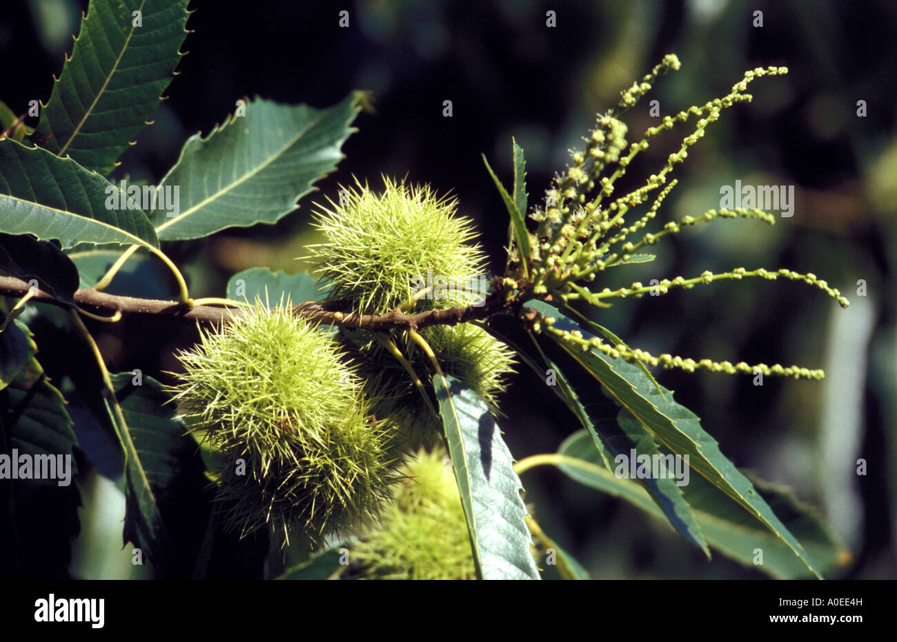Sweet Chestnuts Castanea sativa Surrey - UK Stock Photo - Alamy
