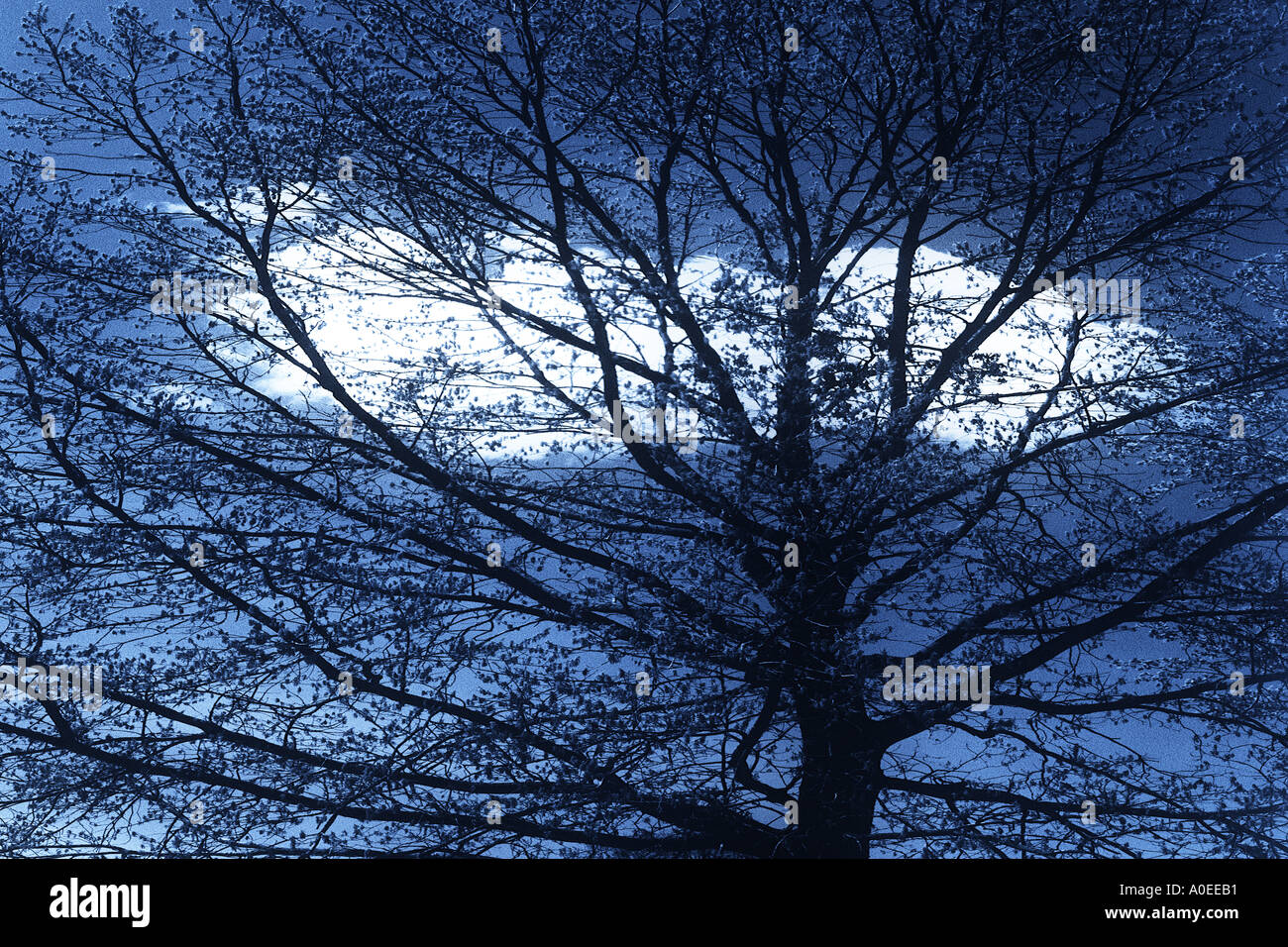tree with bright cloud behind it Stock Photo - Alamy
