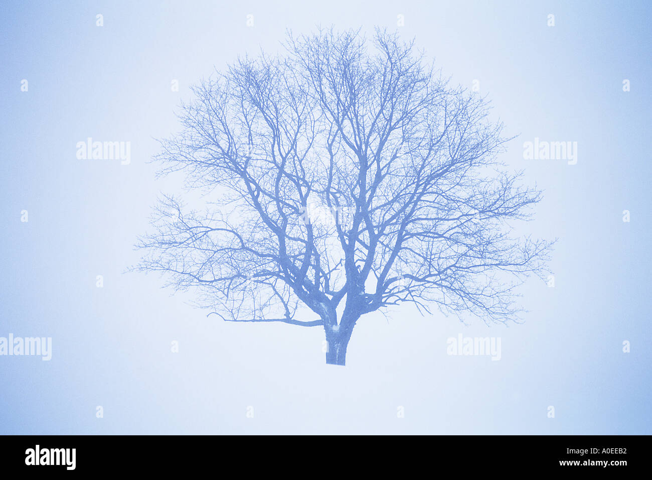 Tree against Bright Background Stock Photo - Alamy