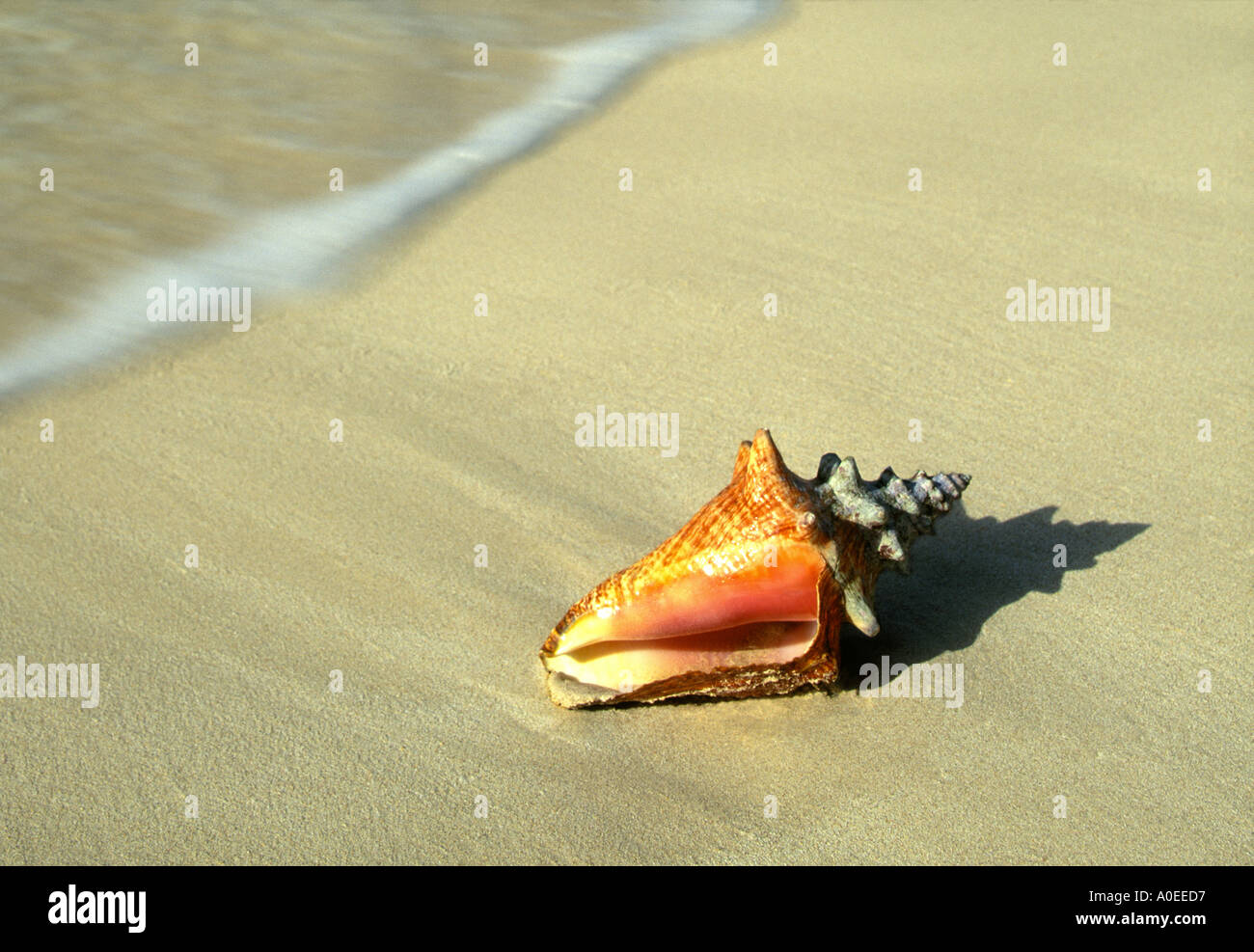sea shell on beach Stock Photo - Alamy