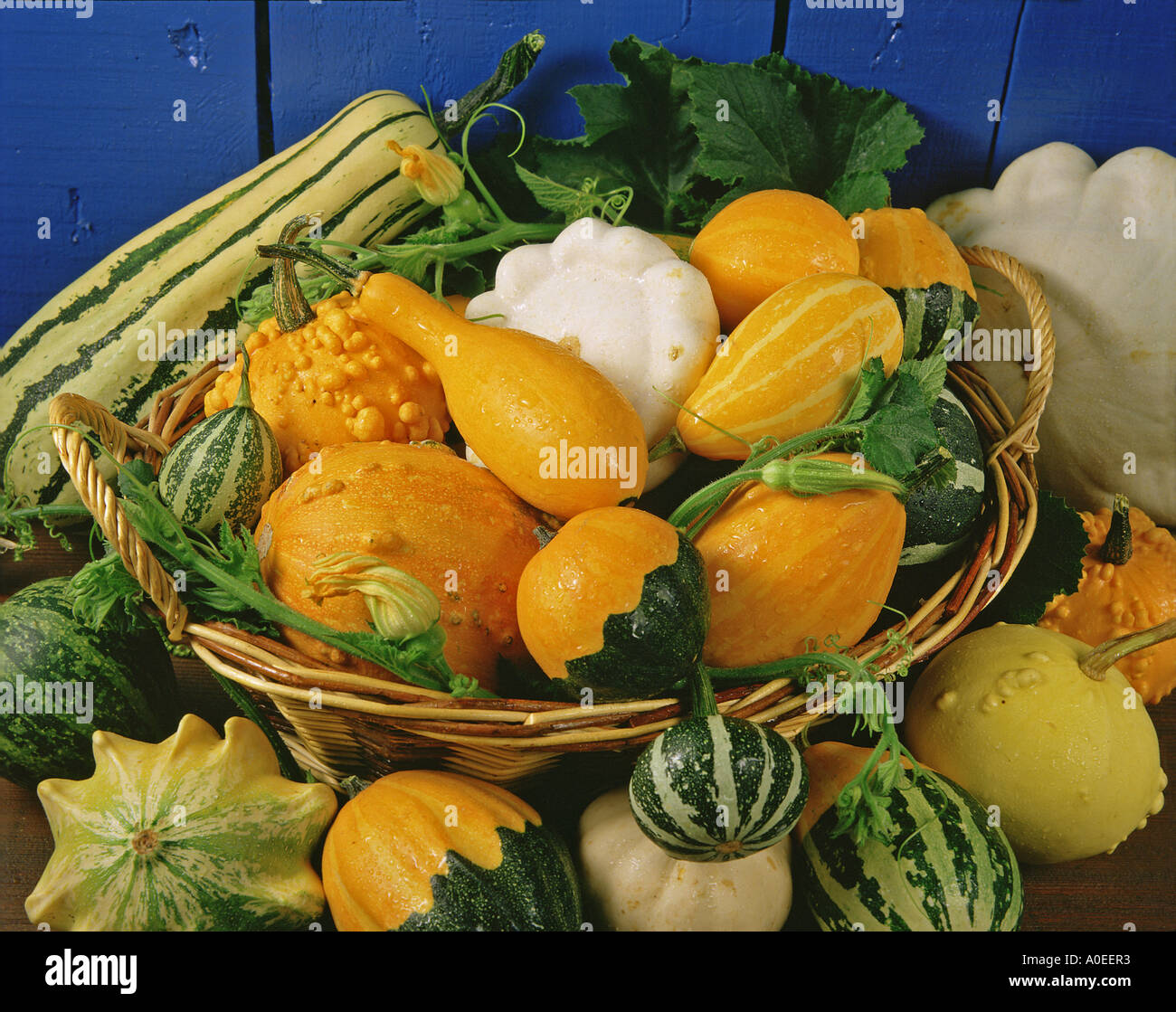 Mixed colour pumpkins hi-res stock photography and images - Alamy