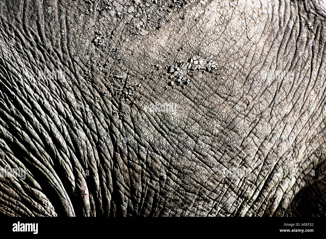 Elephant anatomy hi-res stock photography and images - Alamy