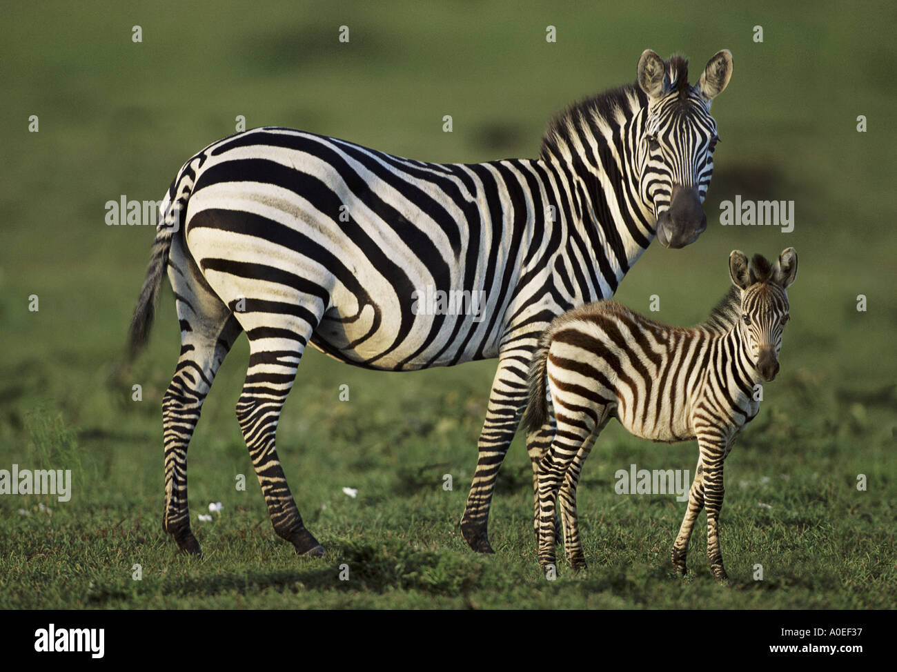 Zebra Mother Baby High Resolution Stock Photography and Images - Alamy