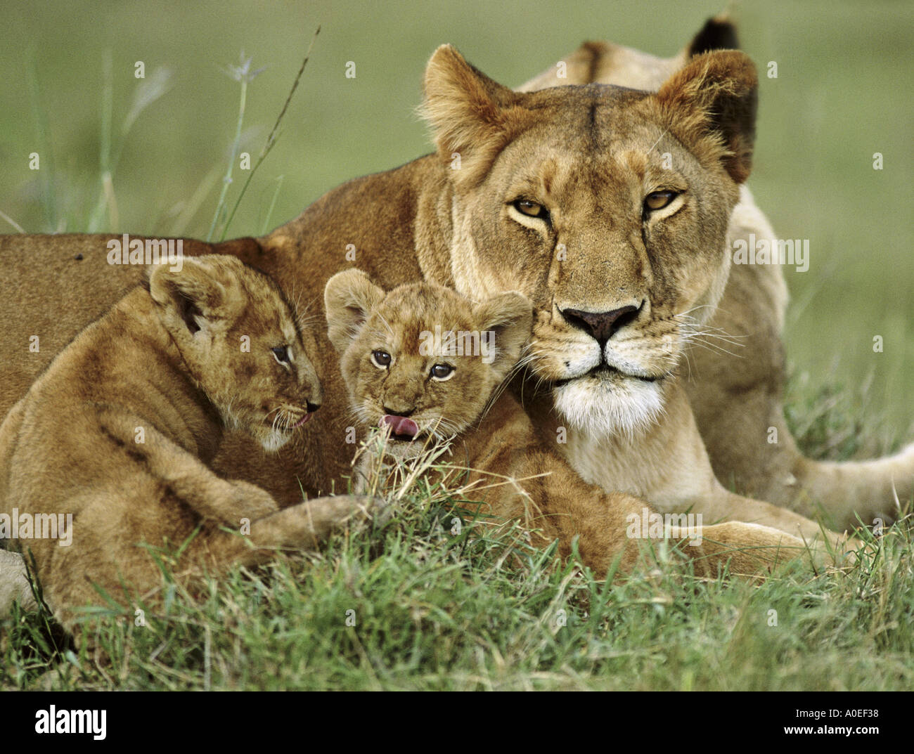 Lioness with cubs Masai Mara Kenya Stock Photo - Alamy