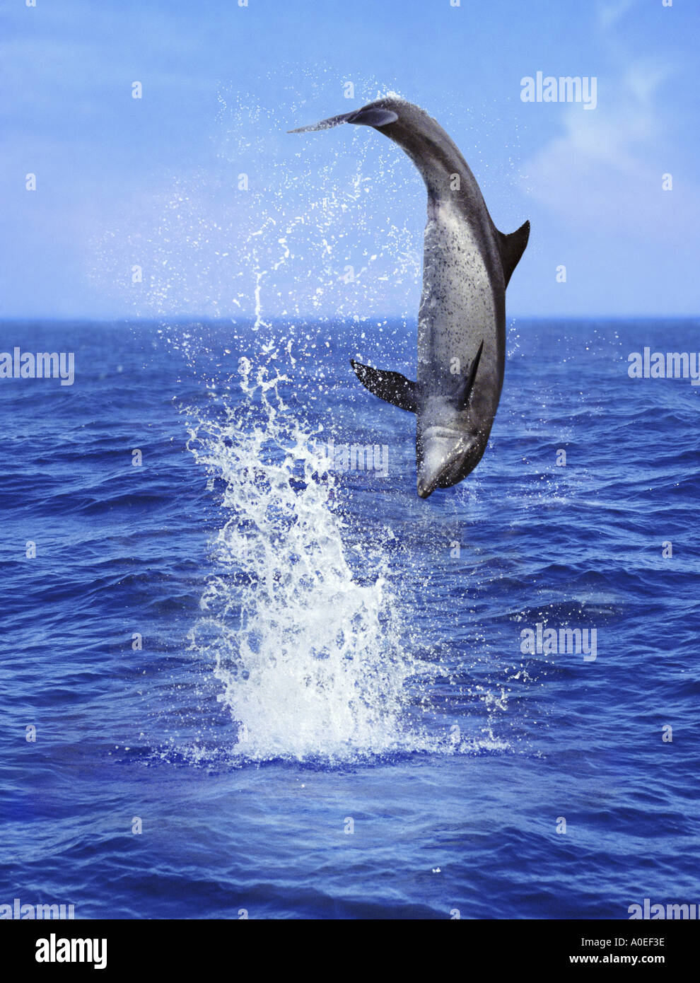 Bottlenose dolphin South Africa Stock Photo - Alamy