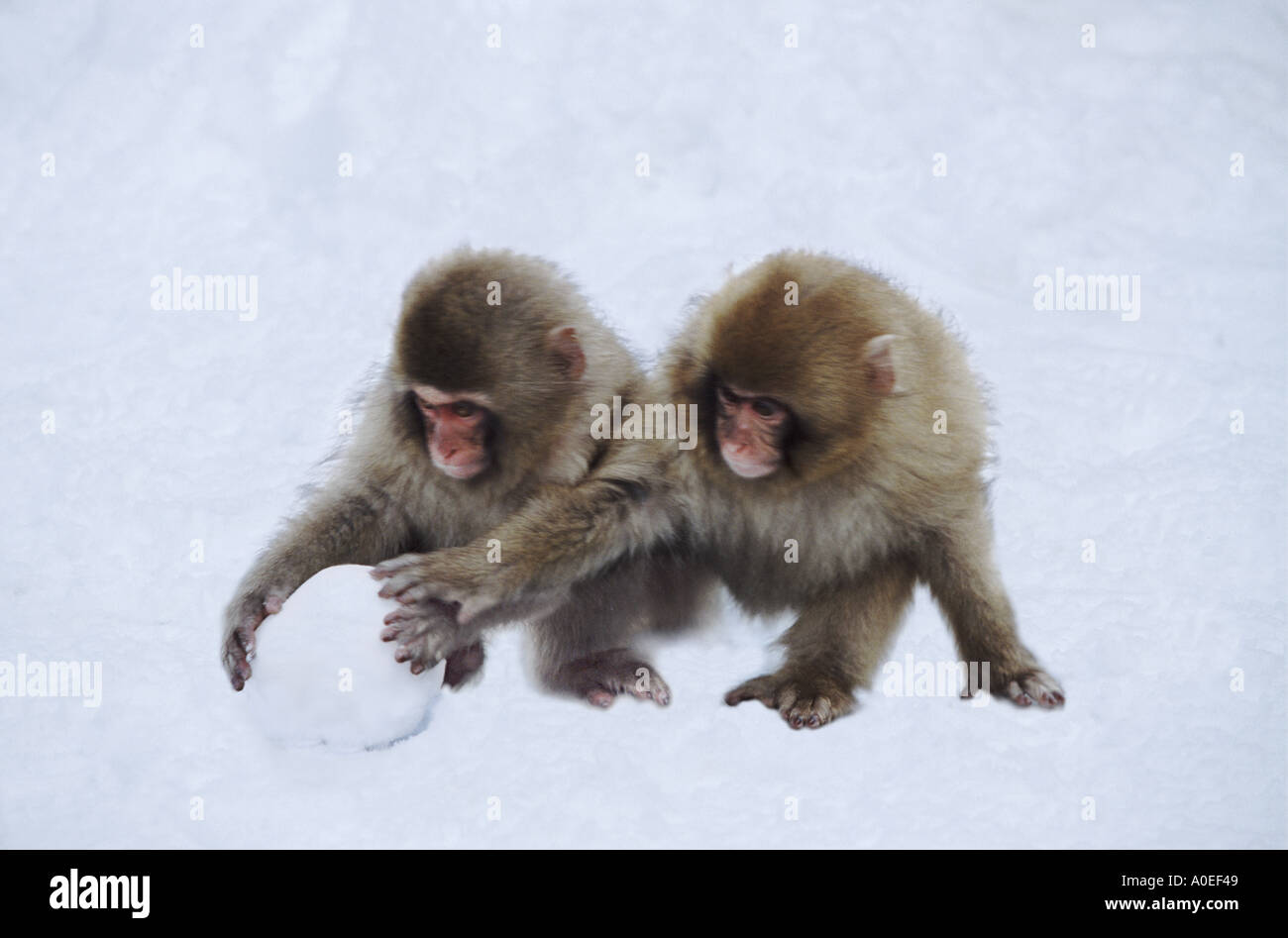 Japanese macaques snowball monkeys hi-res stock photography and images ...