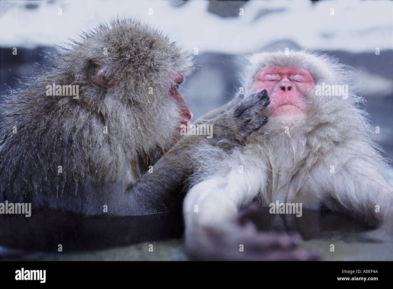 Japanese macaques grooming Jigokudani National Park Japan Stock Photo ...